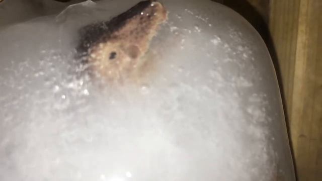 ШОК! Найден живой динозавр!