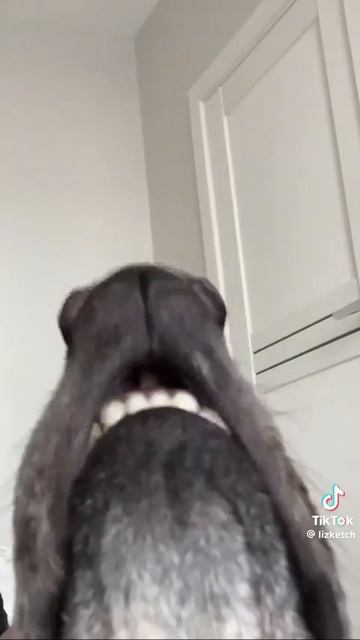 Здравствуй Опа новый год