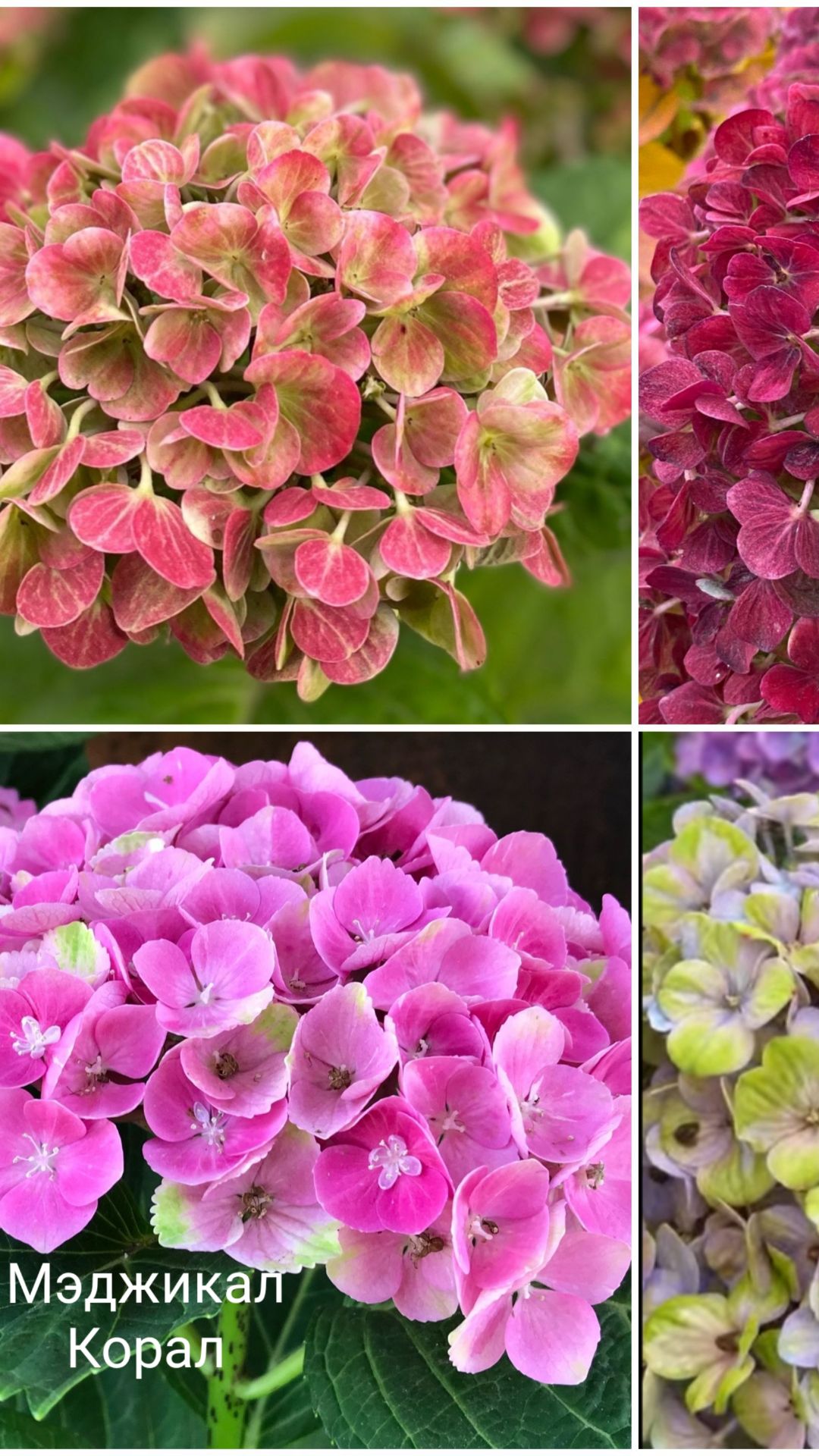 4. «Мэджикал Корал» (Magical Coral)  крупнолистная гортензия