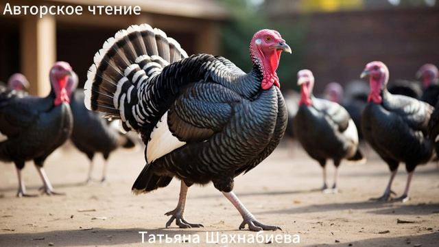 Стихи. Я не подарок ...