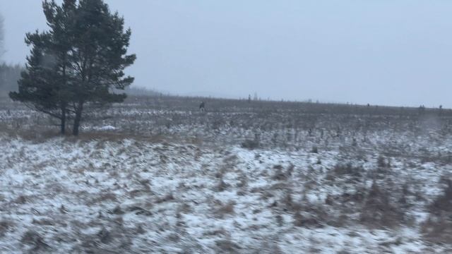 Добыл 4 кабана за 2 дня с новым теплоприцелом в Волковском охотхозяйстве | Кабаний безлимит