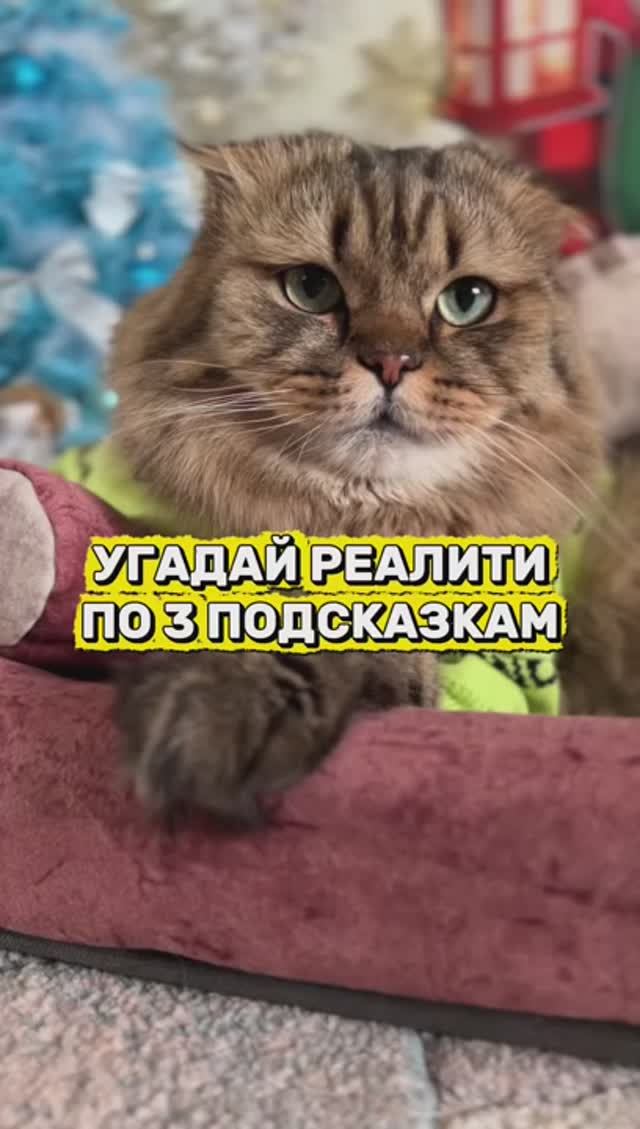 Угадай реалити-шоу по трем подсказкам🤩