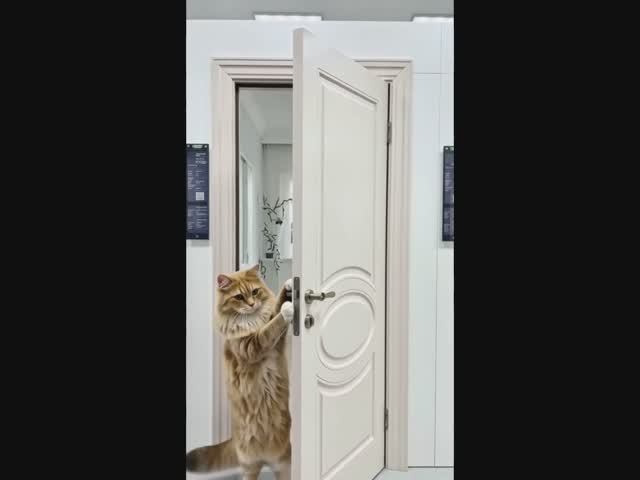 Домашние дизайнеры помещений