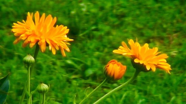 Дачные цветы #2