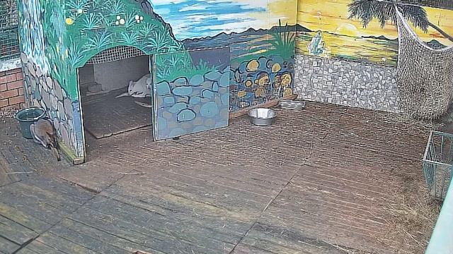 У кенгуру тихий час а крысы в это время чистят посуду