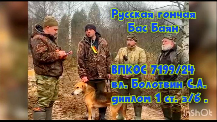 Русская гончая Бас Баян ВПКОС 7199/24  вл. Болотвин С.А. диплом I ст. з/б .#охота #топ #hunting