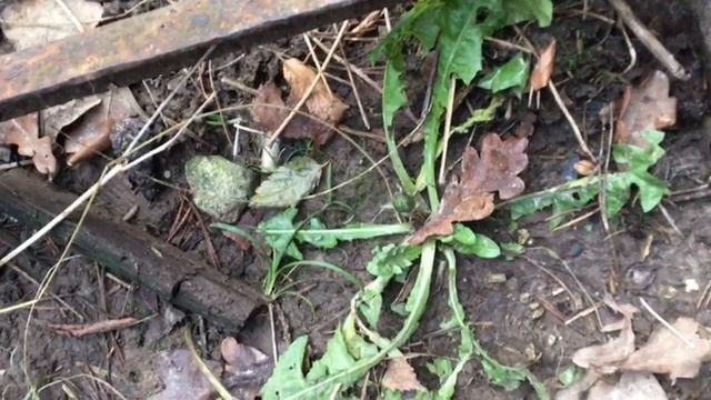 12 декабря 2025. Одуванчик набрал почку?