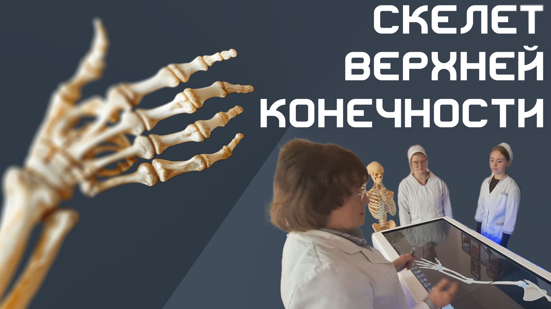 Кости верхних конечностей - Анатомия Лекция