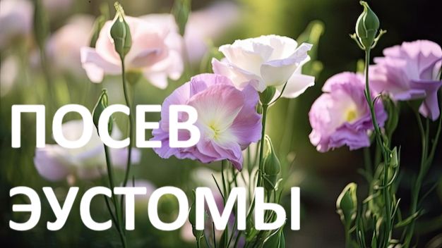 Эустома. Посев на рассаду. Подробно!