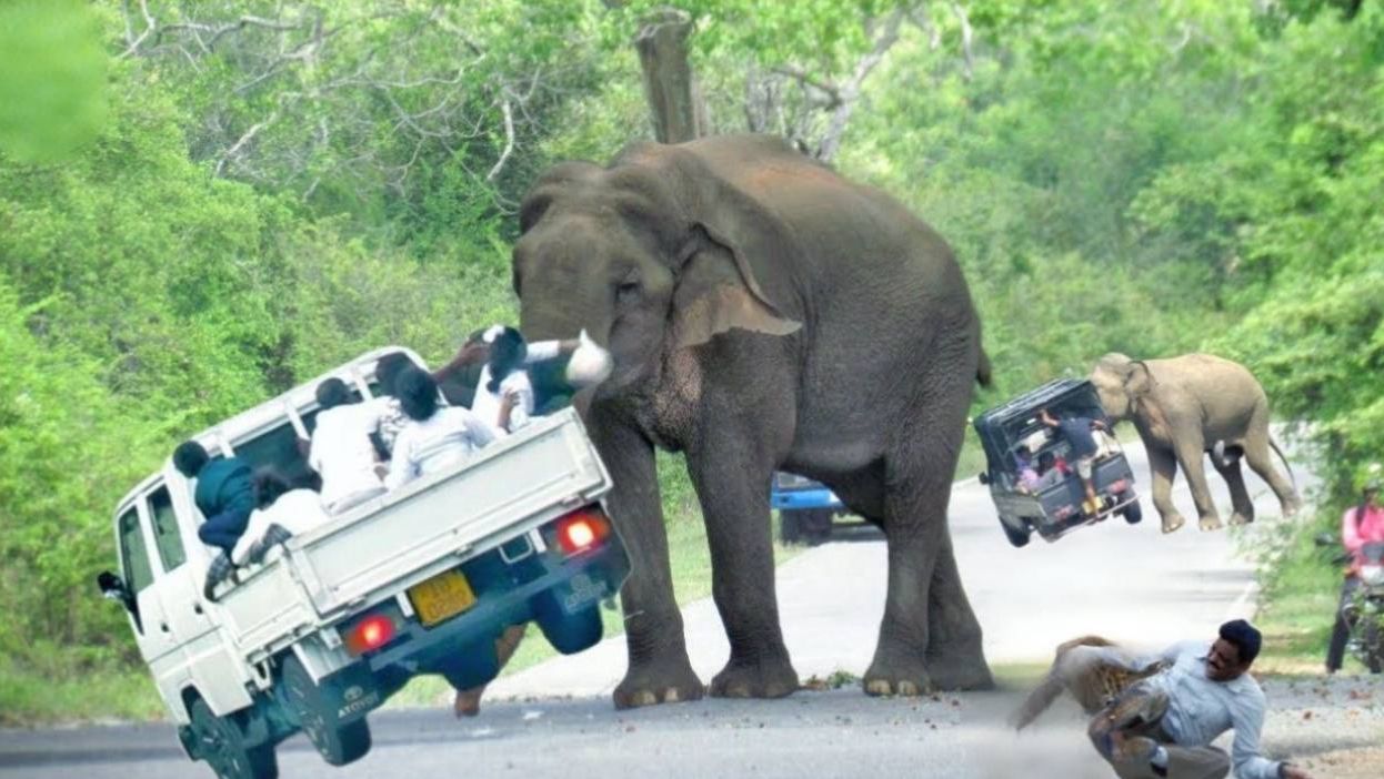Странное ПОВЕДЕНИЕ слонов на дорогах Шри-Ланки