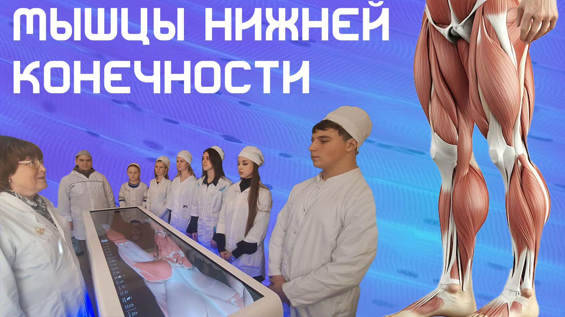 Анатомия мышц нижних конечностей - ЛЕКЦИЯ