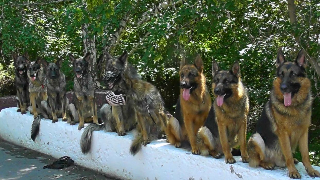 День овчарки  в питомнике  Из Тигровой Династии