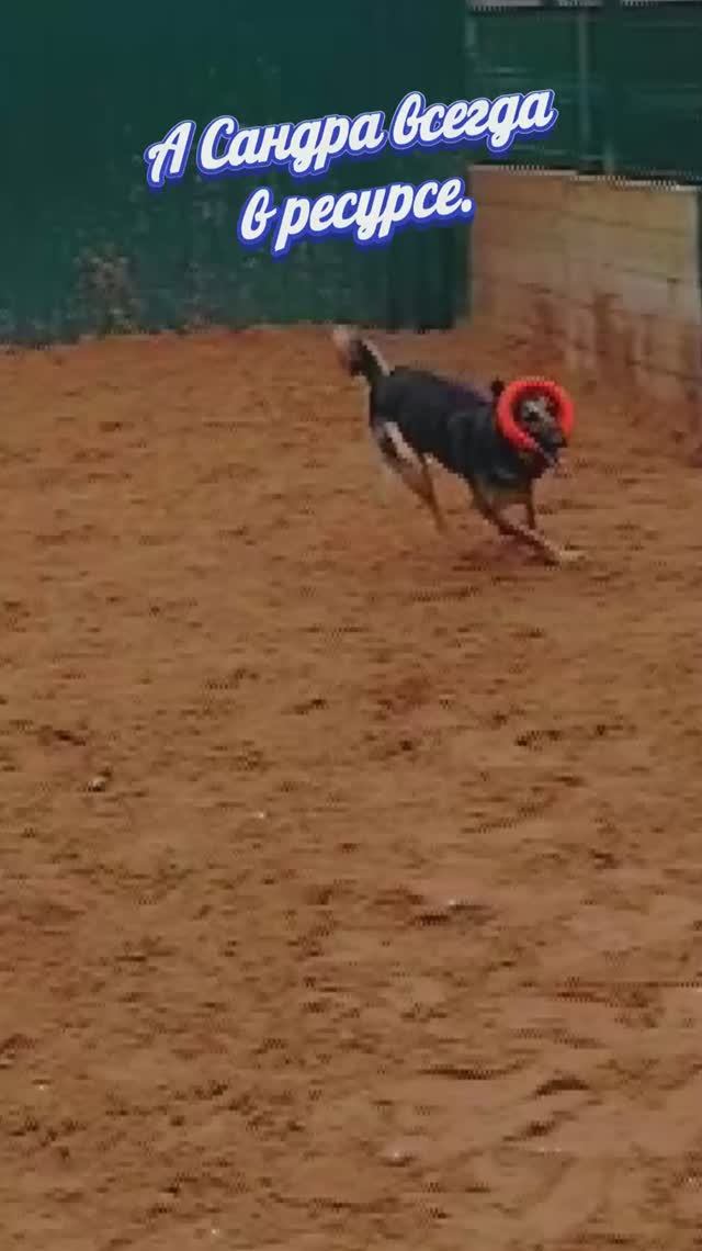 "Ресурсный заряд" ❥ Приют в Малинках