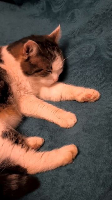 Кот