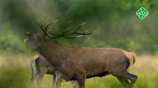 Его Величество Олень! Анонс. Канал ЗОО ТВ