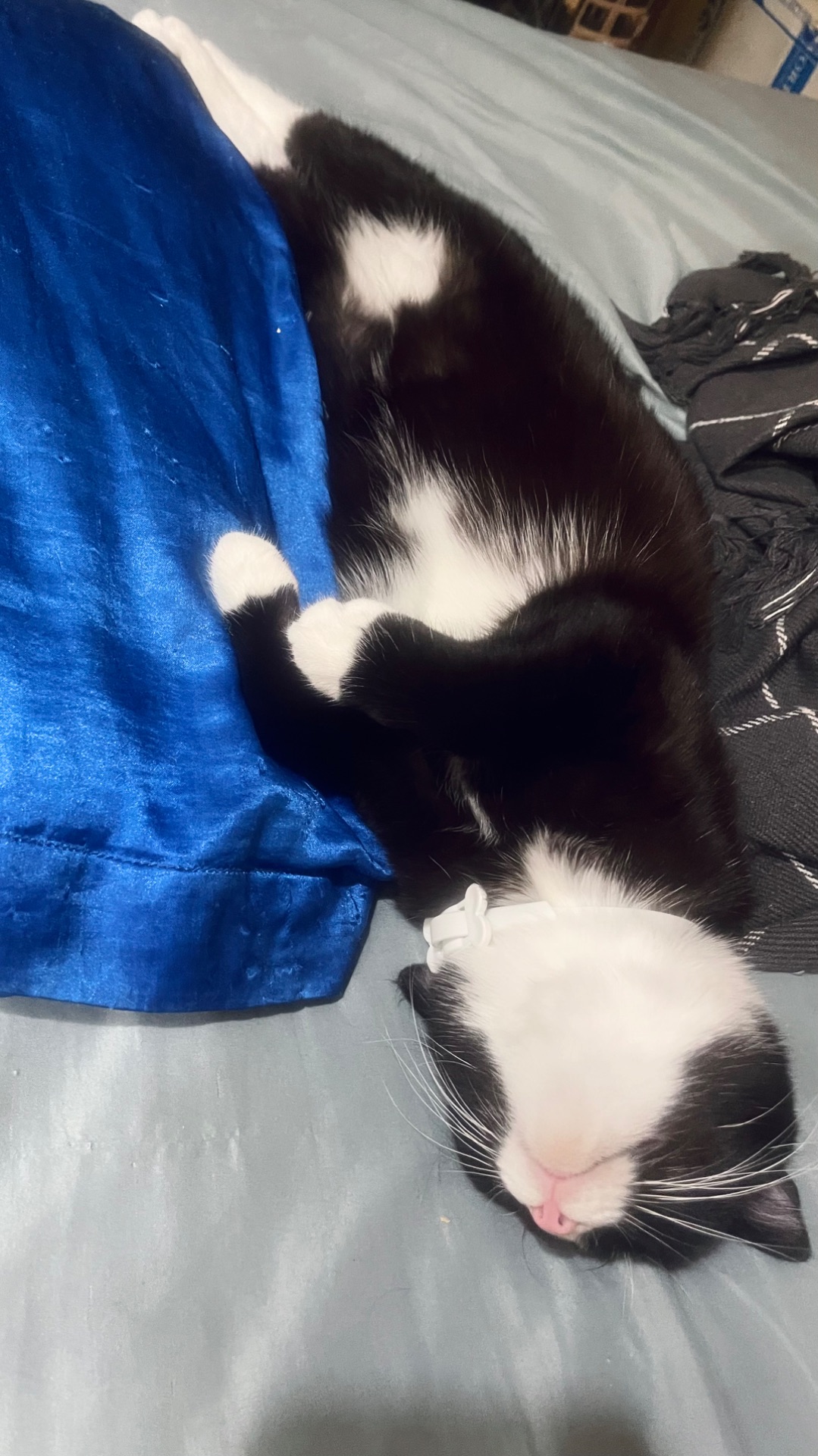 Кот Инжир | Это любовь