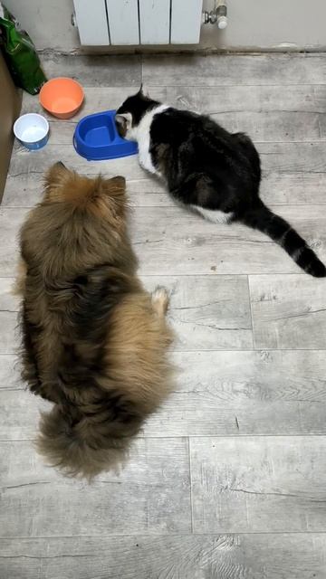 Пёс стережет кота