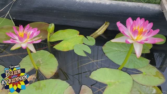 Нимфея Pink Explosion (Розовый взрыв) кувшинка, waterlily, водные растения, пруд