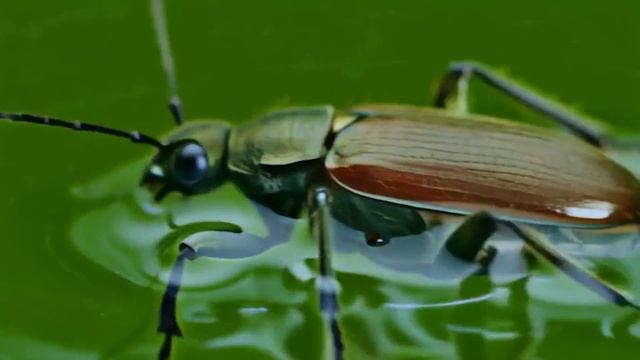 Плавунец_encoded