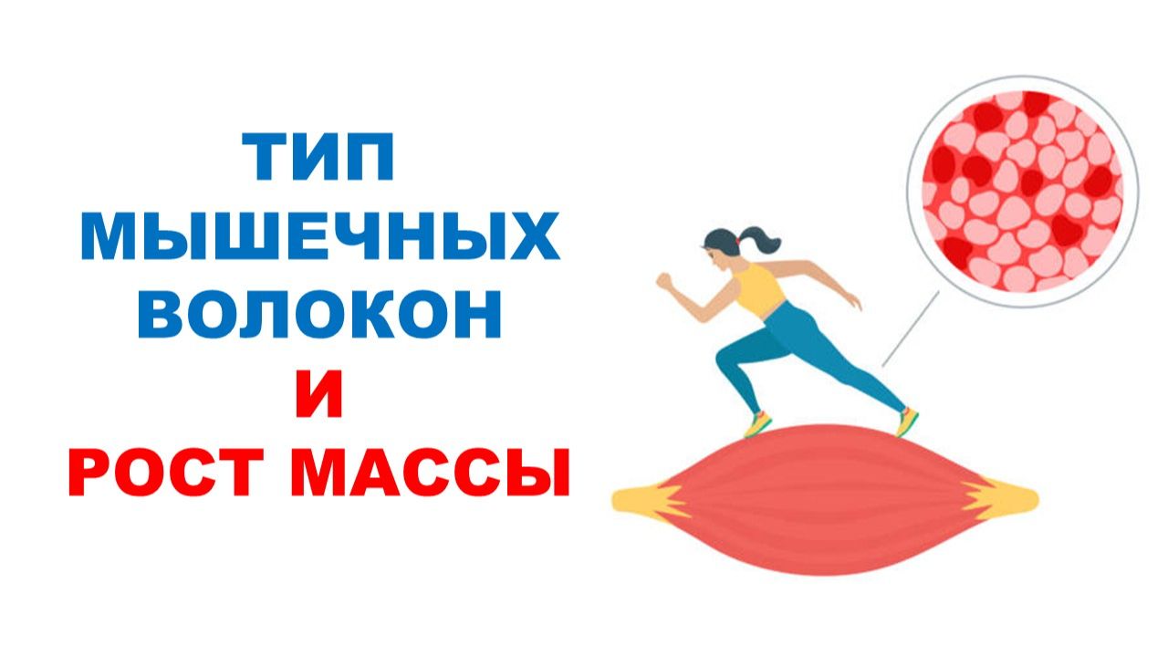 Мышечная композиция и рост мышечной массы / Научный эксперимент