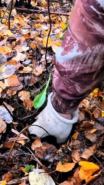 Прогулка с металлоискателем