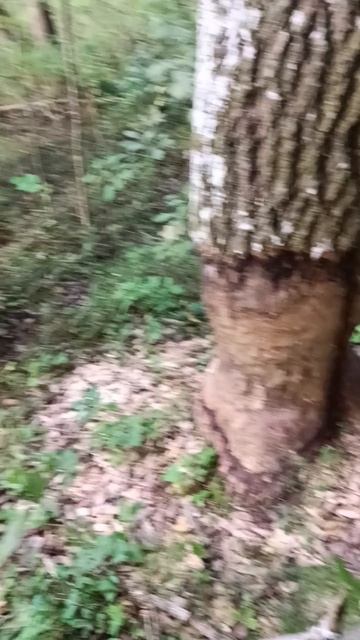 Работа бобра