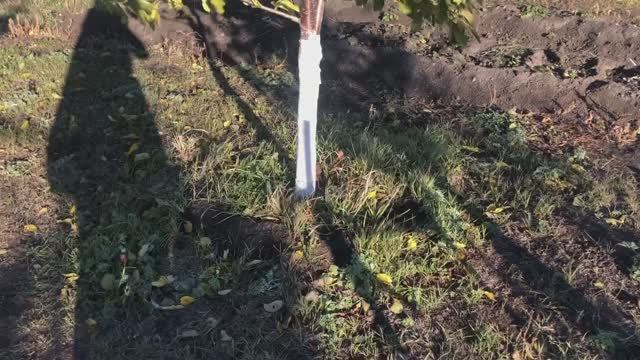 Подготовка деревьев к зиме