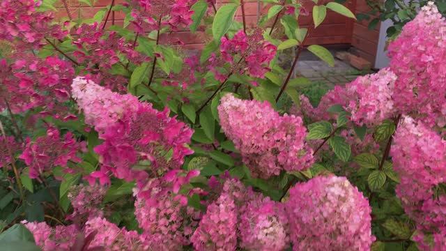 Сад - Гортензии Розы 05.09.25. Дача