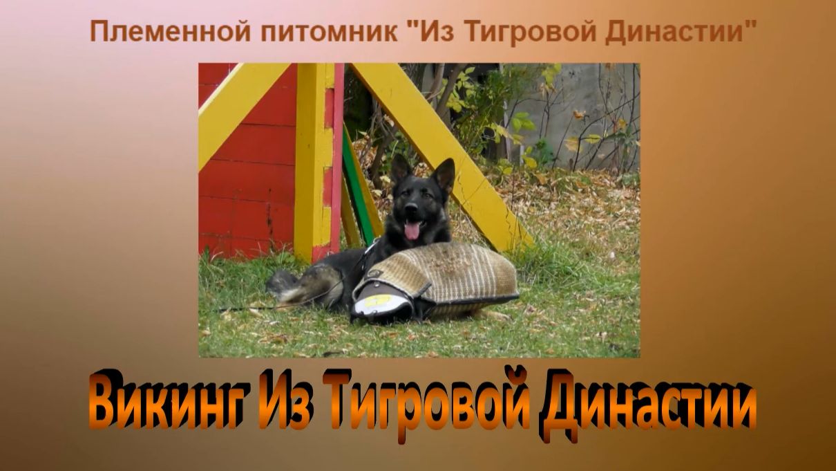 Викинг Из Тигровой Династии. Защитный тренинг