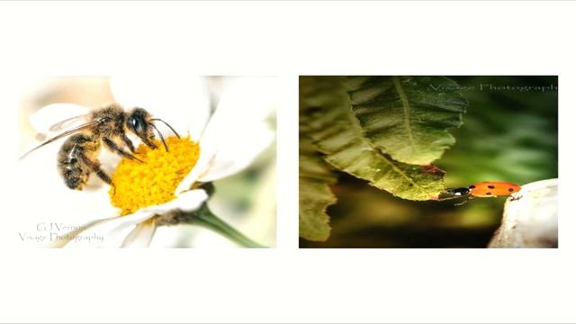 Ян Лещенко - Вечерний город