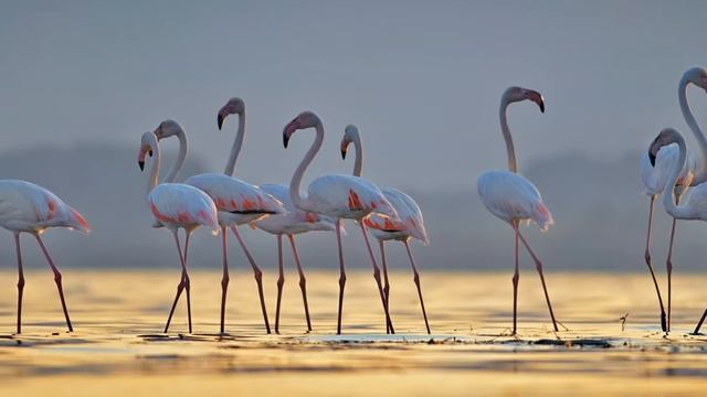 Lela Tsurtsumia - Harale