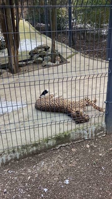 Животные  отеля "Ялта-Интурист"