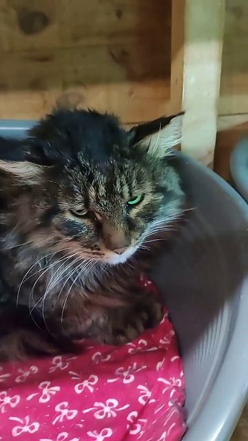 обработка ран за ушами котику Базилио❤️ они их расчёсывают, когда чешут уши #cat #коточёс #приют