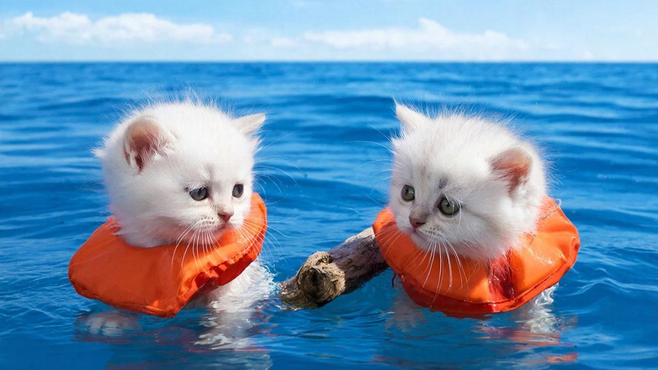 РАЗВЛЕКАТЕЛЬНОЕ ВИДЕО ДЕТЯМ | ДЛЯ ДЕТЕЙ | КОТЯТА