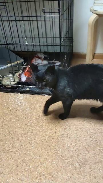 Спасение кота Сумрака ❤️больные почки, домой не отдали, повезу на УЗИ анализы