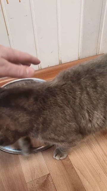 кошачий лейкоз ВЛК не приговор!❤️ спасаем котиков с лейкозомкота возьми  Паксли❤️