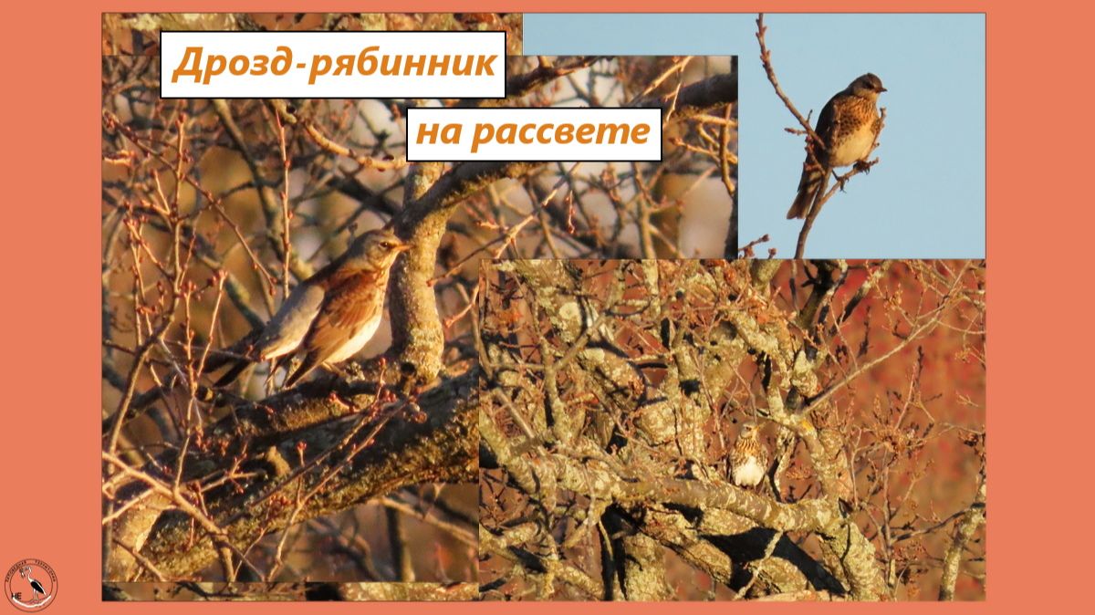 Дрозд-рябинник только проснулся, приводит себя в порядок. Ноябрь 2025