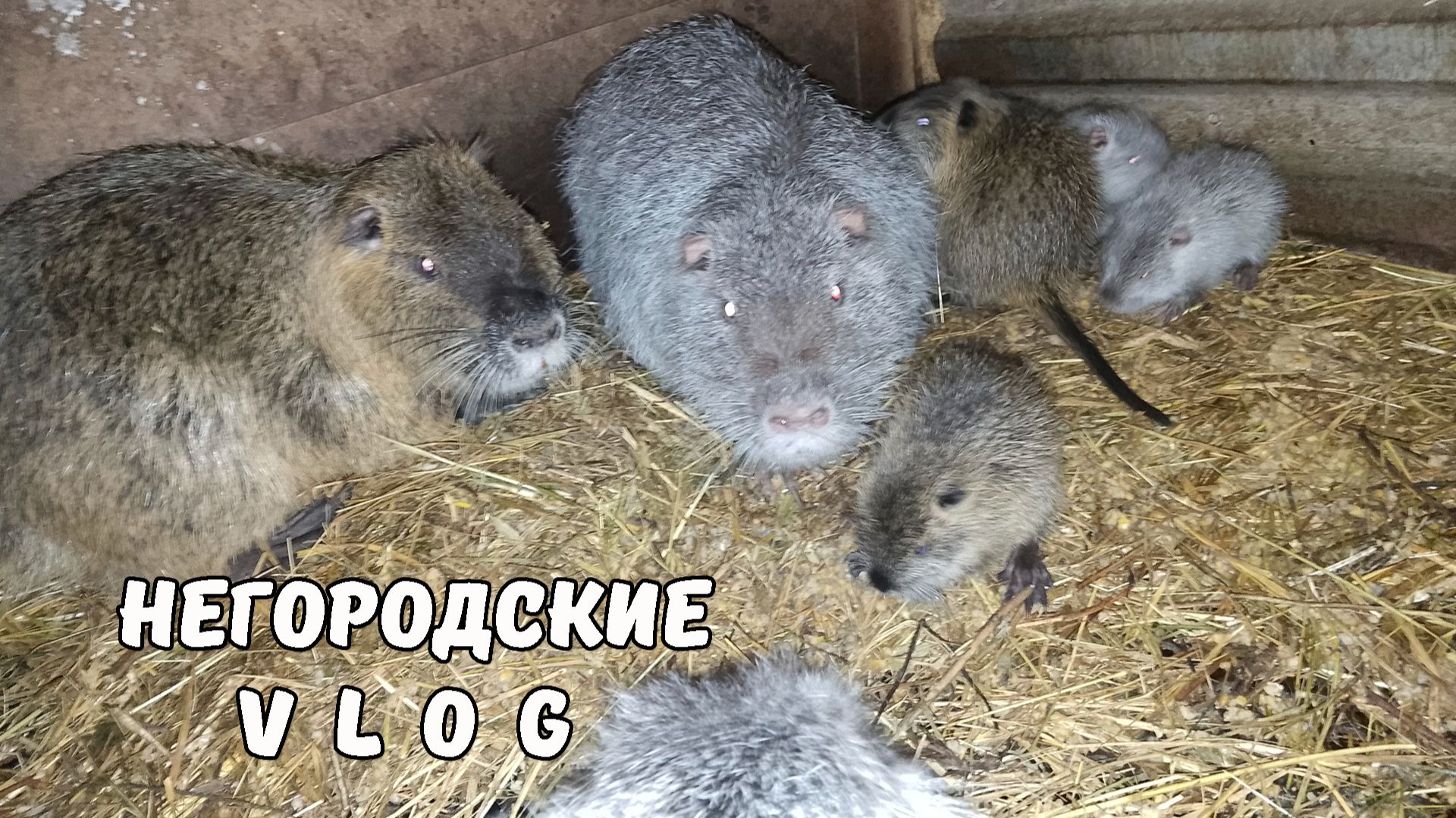 Что едят НУТРИИ на ужин. 10.12.25.