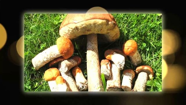 Ян Лещенко - Настигая цель