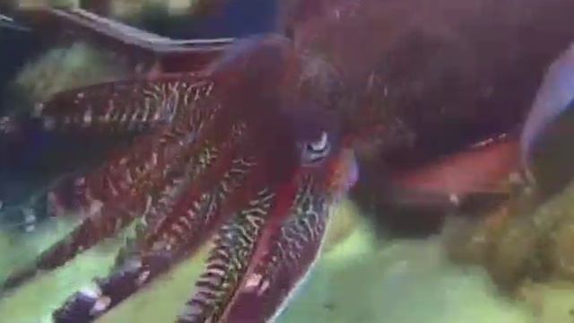 ....Кто такие Головоногие....