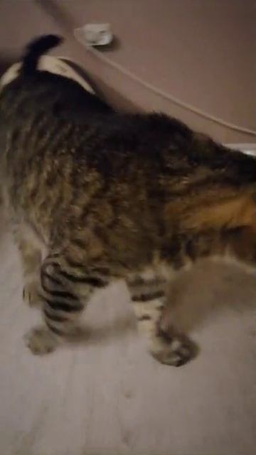 кошкин дом. нет, кошкин теремок )