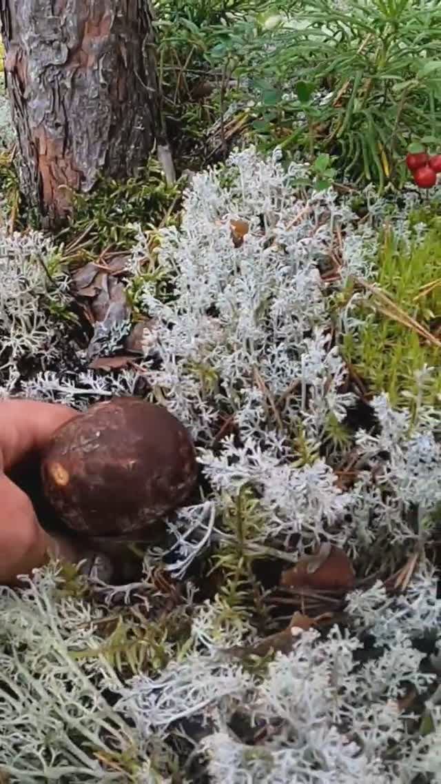 ВОТ ЗА ТАКИМИ И ПРИЕХАЛ В ЭТОТ ЛЕС! БОРОВИКИ СКАЗОЧНАЯ КАРЕЛИЯ ГРИБЫ 2023 #грибы #лес #shorts