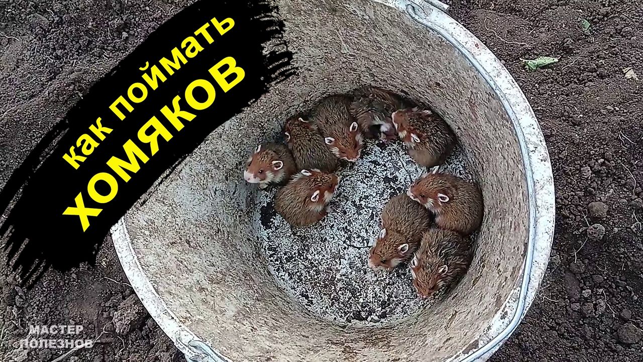 Как поймать хомяка на даче. Ловушка для хомяков своими руками. Быстро и просто!