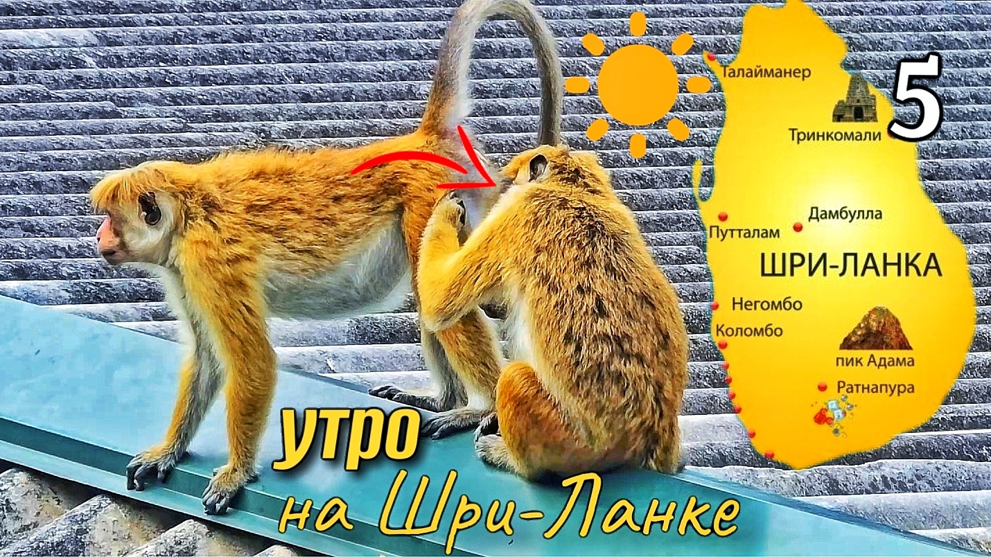 Шри-Ланка 5 Доброе утро
