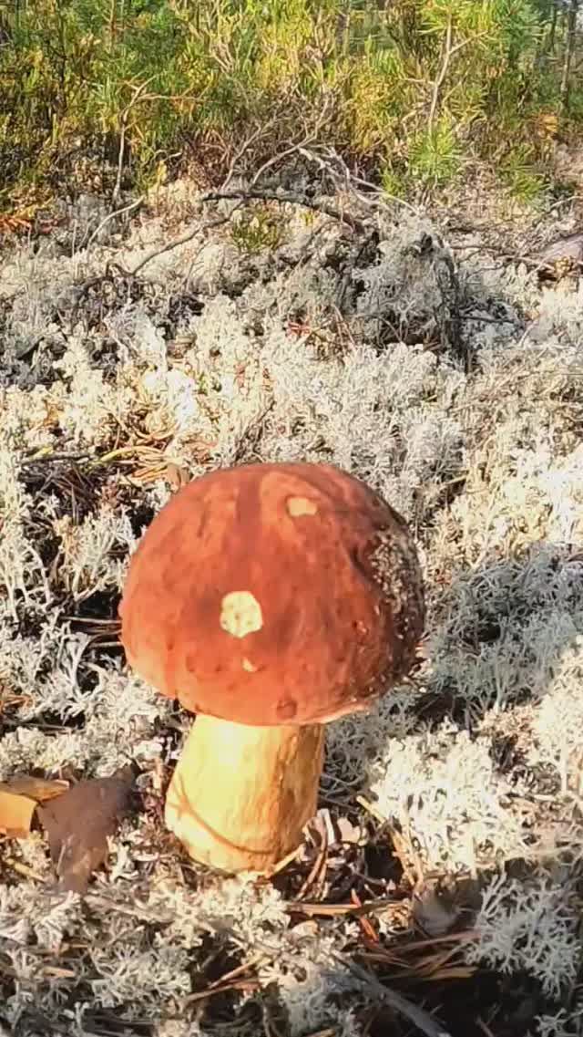 Я НАШЁЛ СВОИ ГРИБЫ БОРОВИЧКИ БЕЛЫЕ ГРИБЫ ОЧЕНЬ ДОВОЛЕН! СКАЗОЧНАЯ КАРЕЛИЯ ГРИБЫ 2023 #грибы #forest