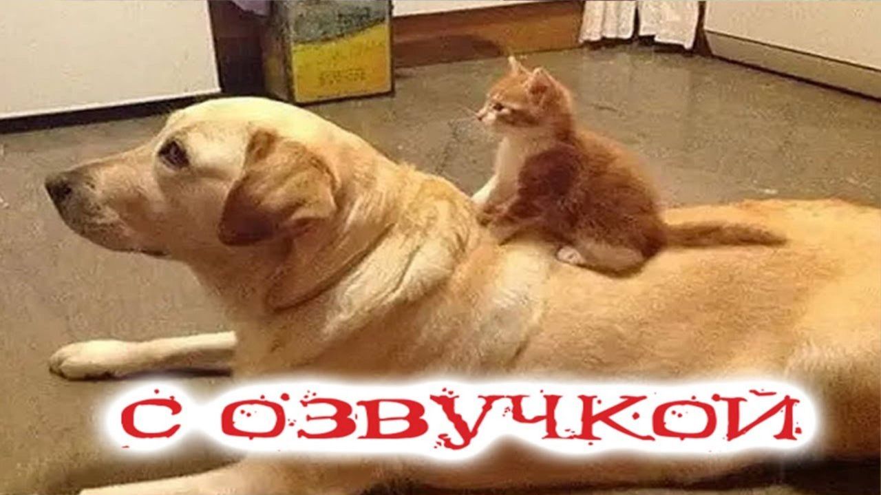 Приколы с котами!  С ОЗВУЧКОЙ! САМЫЕ СМЕШНЫЕ ЖИВОТНЫЕ