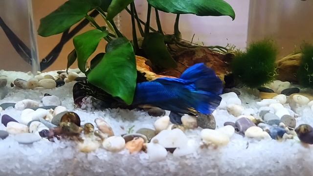 Подарок на 10-летие: мини-аквариум с редким петушком