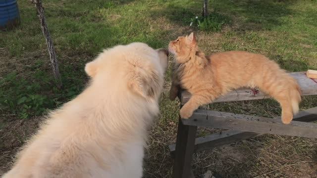 Деревенская жизнь Альфа и Ричика