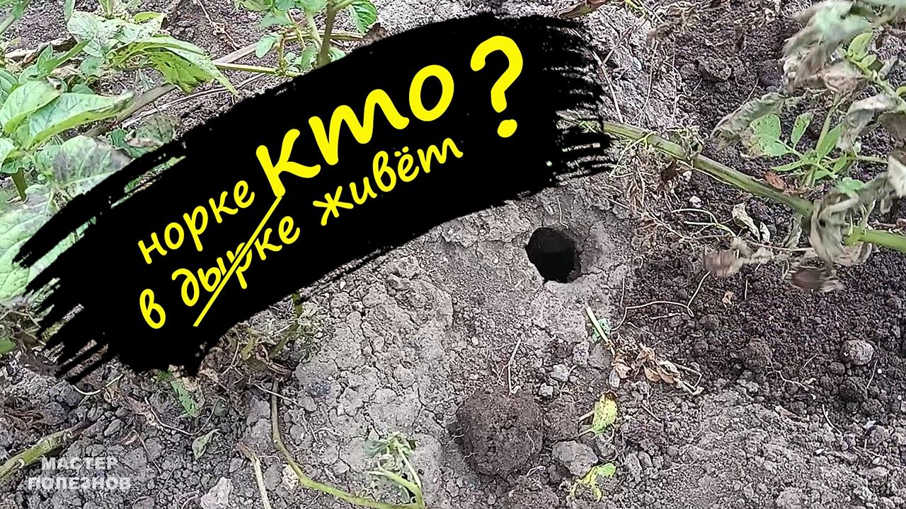 Как защитить дачу от хомяков и остаться человеком! Борьба с хомяками на дачном участке и огороде