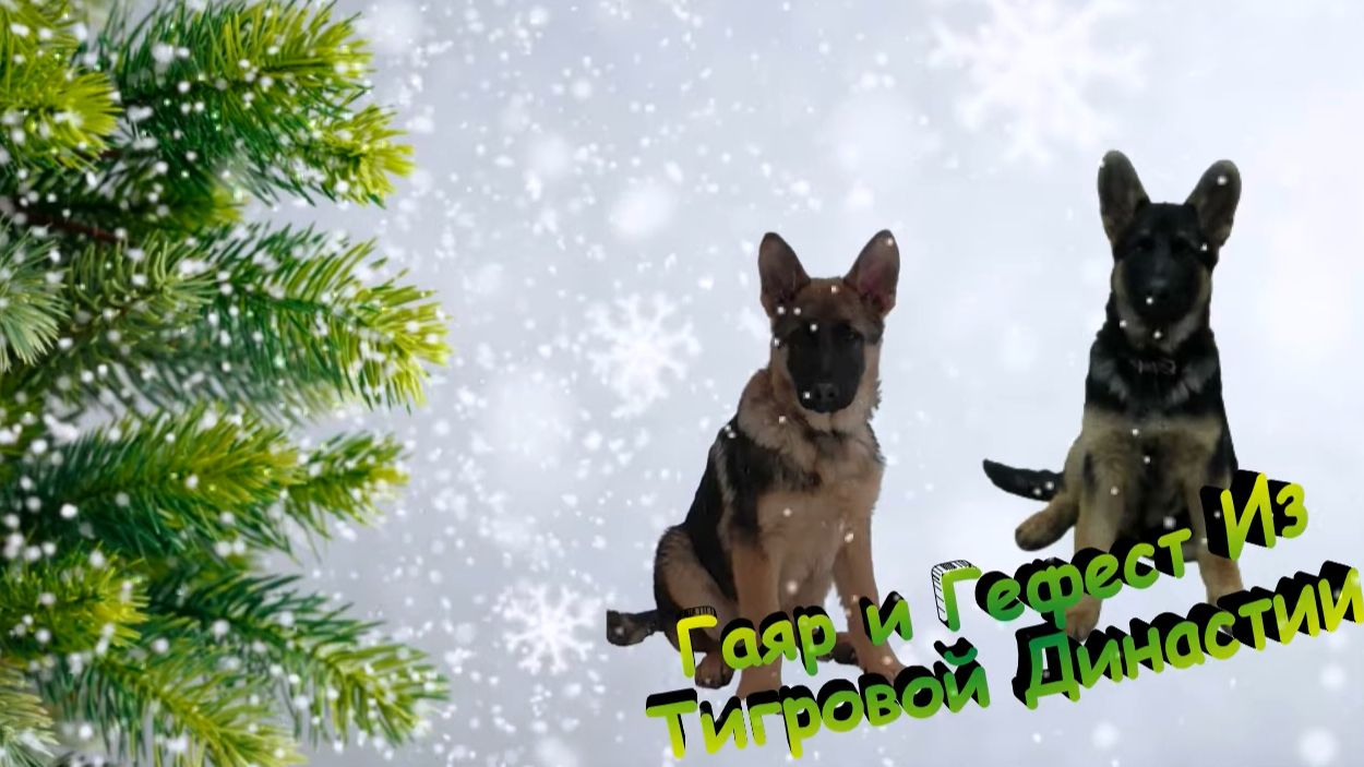 Гаяр и Гефест Из Тигровой Династии (4 мес.)